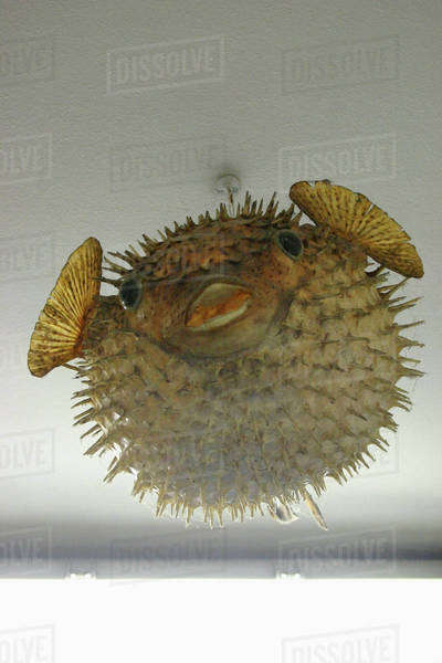 A puffer fish light fixture hanging from the ceiling - Stock Photo ...