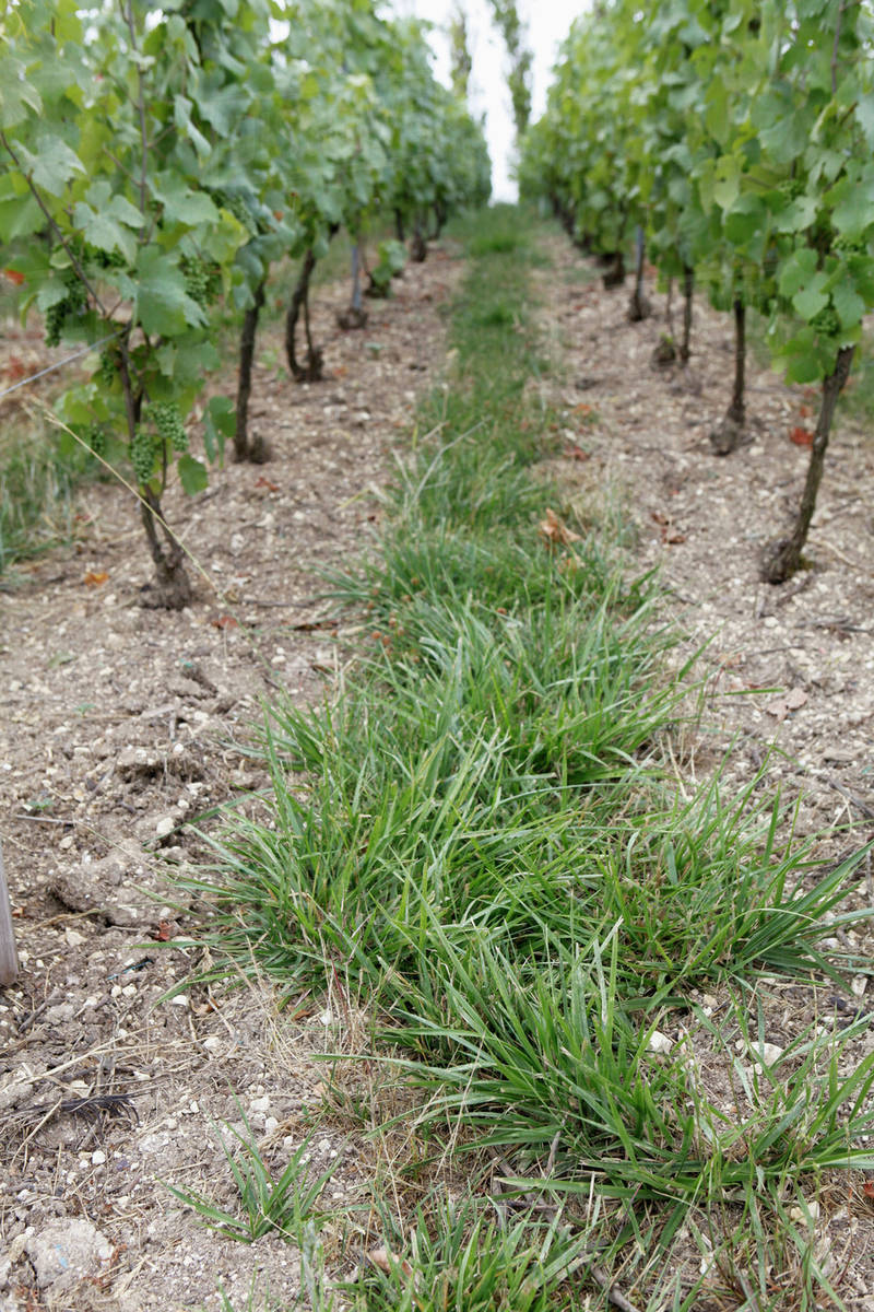 Trail of grass in vineyard - Stock Photo - Dissolve